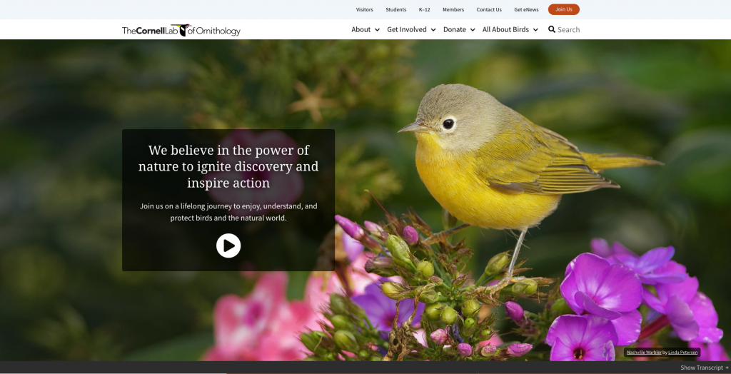 eBird：发现观鸟新世界