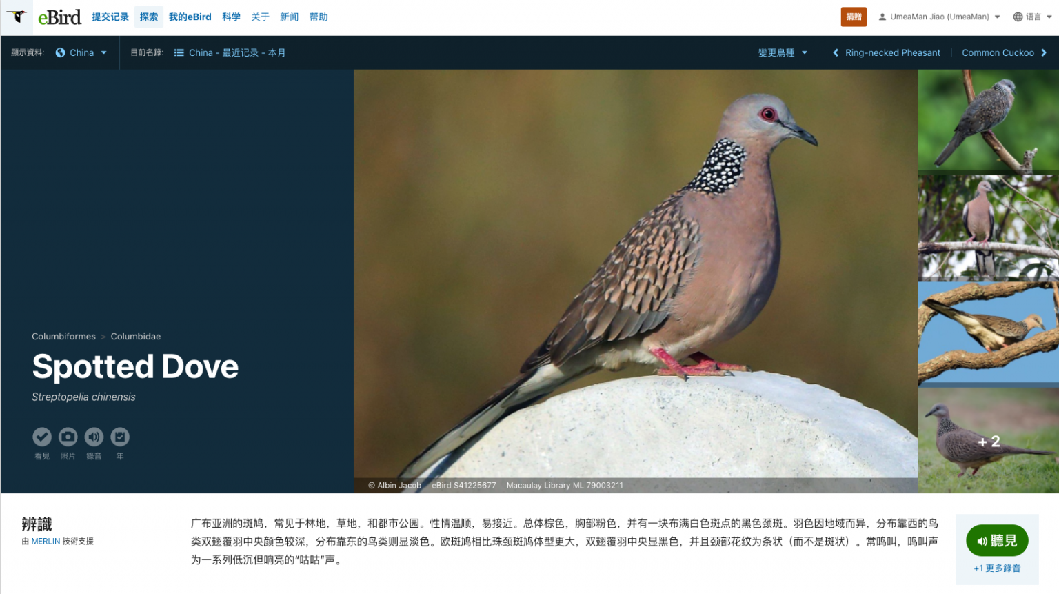 eBird：发现观鸟新世界